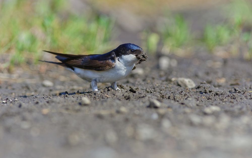 Neshazujte hnízda jiřičkám a vlaštovkám! Drobní ptáci uleví domácnosti ...