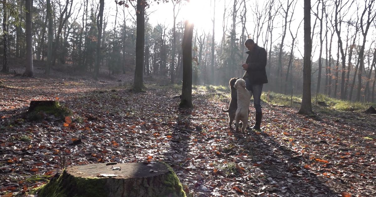 Z Česka se stává ráj pro pěstitele lanýžů. Houby za miliony můžou růst i pod solárními panely ...